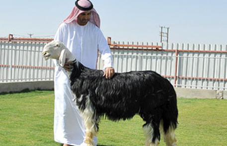 Sheep sold for Dh75,000 in Al Ain - News - Emirates - Emirates24|7