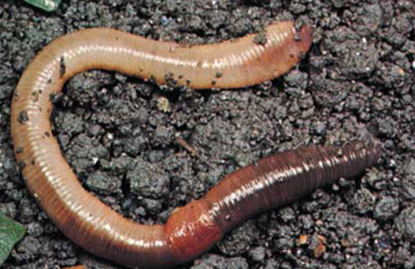 Humans originated from a worm… in Canada - Offbeat - Emirates24|7
