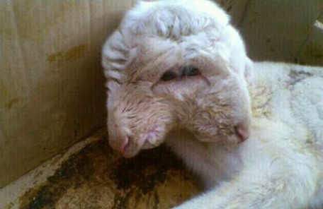Sheep born with two heads, two eyes - Offbeat - Emirates24|7