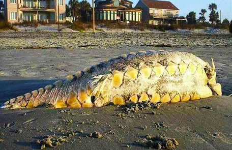 Strange and unusual creatures - News in Images - Emirates24|7