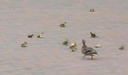 Ducks blown off their feet by gusts of wind - Videos - Emirates24|7