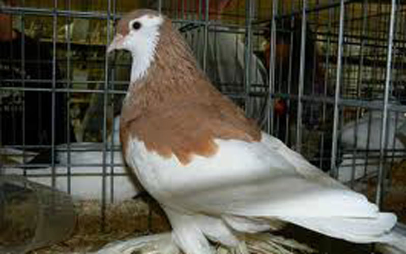 Saudi refuses to sell a pigeon... even for Dh2,000,000 - News - Region ...