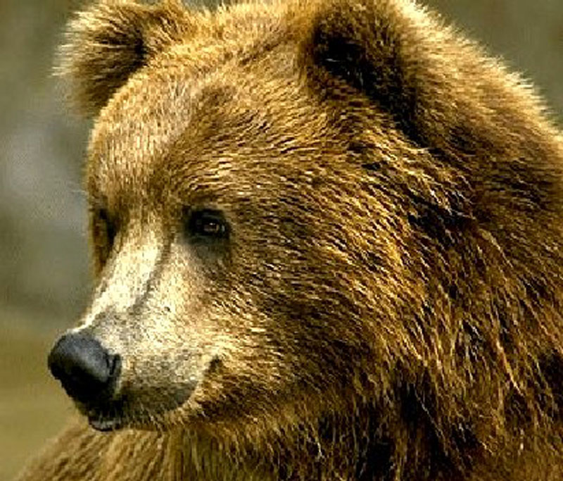 Latvia's disappearing bear on the loose again - Offbeat - Emirates24|7