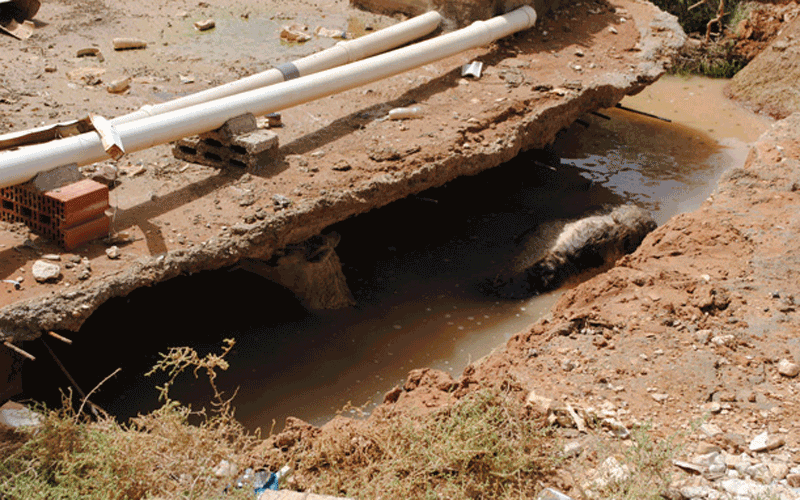 Amazing pics of camel saved from drowning - News - Emirates - Emirates24|7
