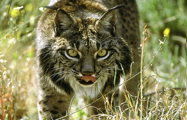 Police deny, farm owner mum over wild beast attack - News - Emirates ...