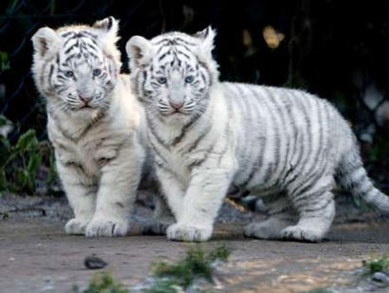 Tiger cubs a dream come true for zookeeper - Offbeat - Emirates24|7