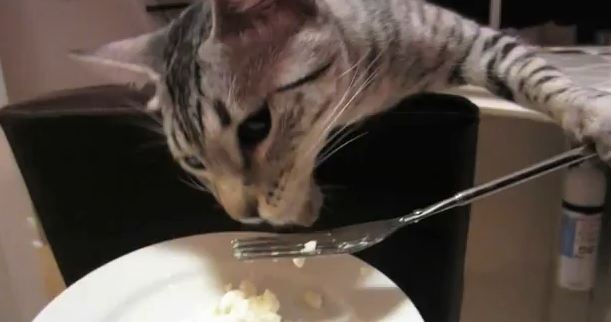 Kitty eats with fork - Videos - Emirates24|7