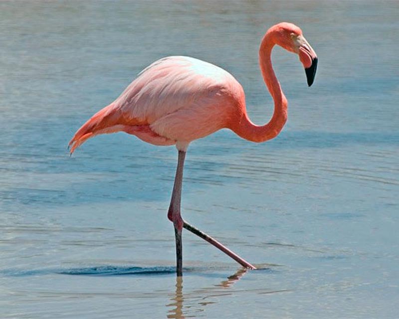 Zookeepers hunt fugitive flamingo in Japan - Offbeat - This is life ...