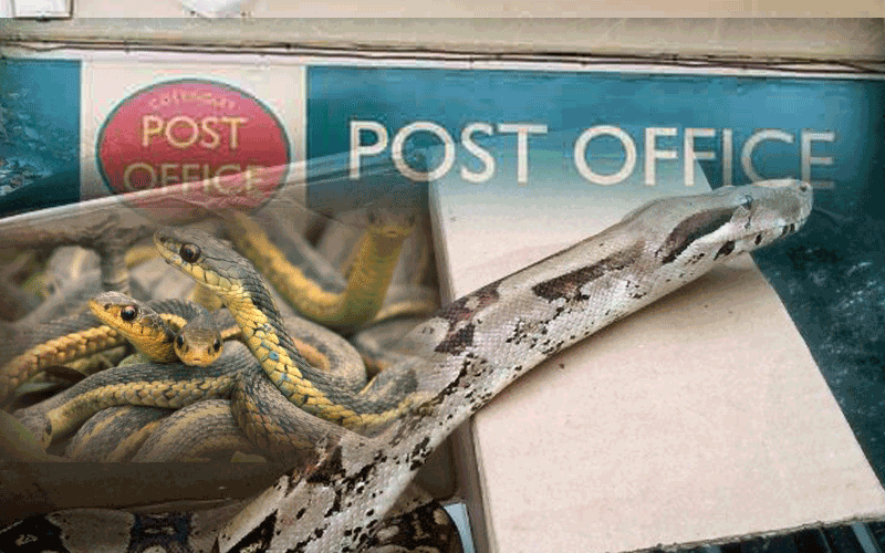 Snake in a parcel shuts post office - Offbeat - Crazy World - Emirates24|7