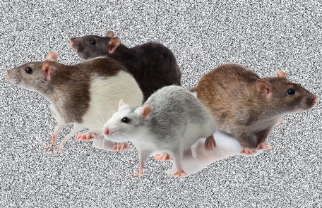 'Sniffer' mice to detect bombs - Offbeat - Crazy World - Emirates24|7