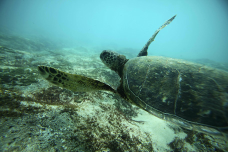 Green sea turtles enjoy their freedom - News in Images - Emirates24|7