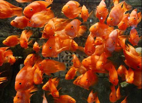 Aquarium shows mysterious clear-blood fish - Offbeat - Crazy World ...