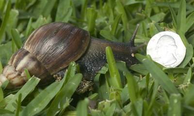 Florida battles one of the world's most destructive invasive species ...
