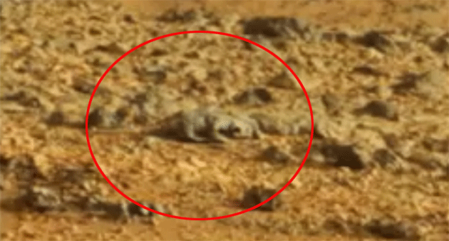 Photos From Mars Rat