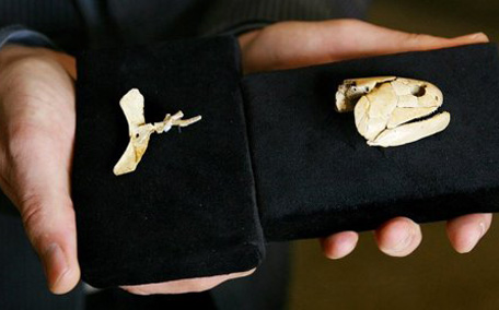 Study reveals ancient fossil fish had abs - Offbeat - Crazy World ...