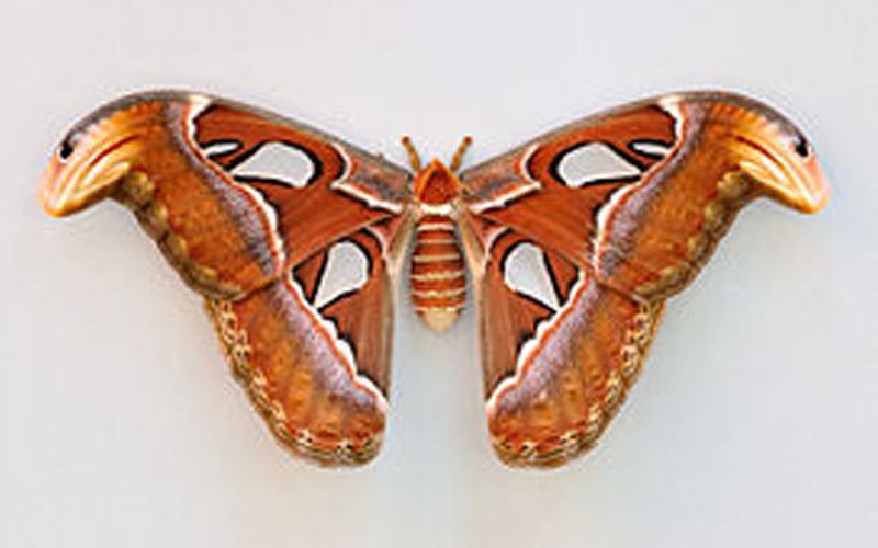 Man finds largest moth in world in his garden - News - Sri Lanka ...