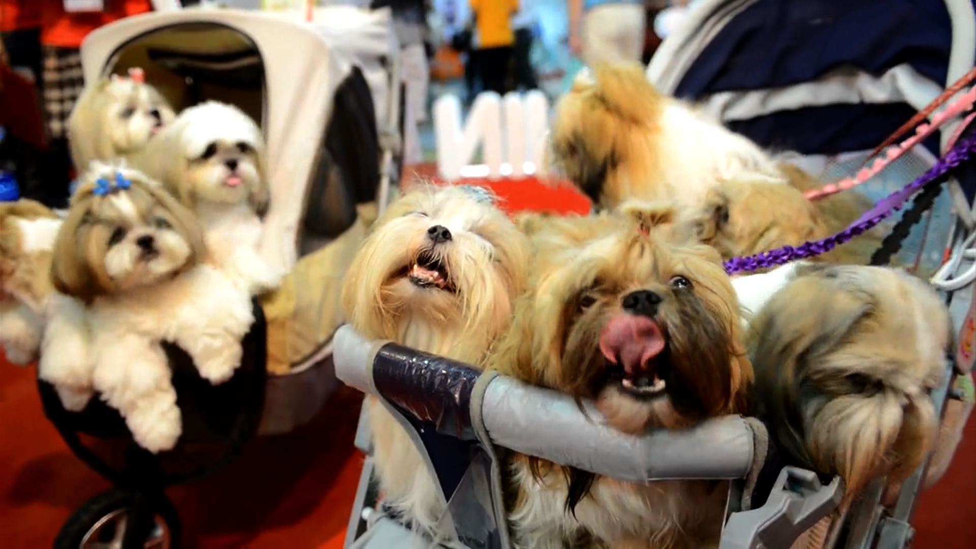 Dubai to host animal feed, pet food safety conference - News - Emirates ...