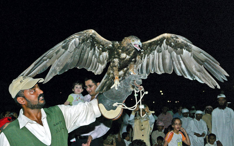 Do you know how fast a Golden Eagle flies? - News - Emirates - Emirates24|7