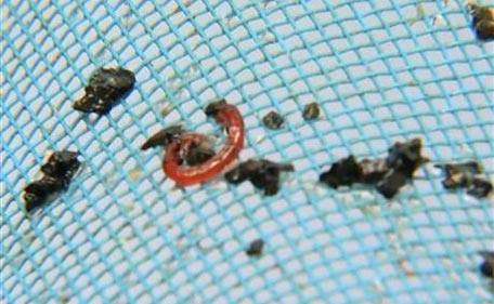 Town finds small red worms in its tap water - Offbeat - This is life ...