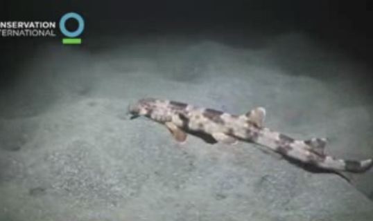 New species of 'walking shark' discovered - Videos - Emirates24|7