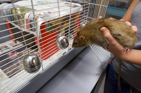 Cops recruit rodents to rat on criminals - News - Emirates24|7
