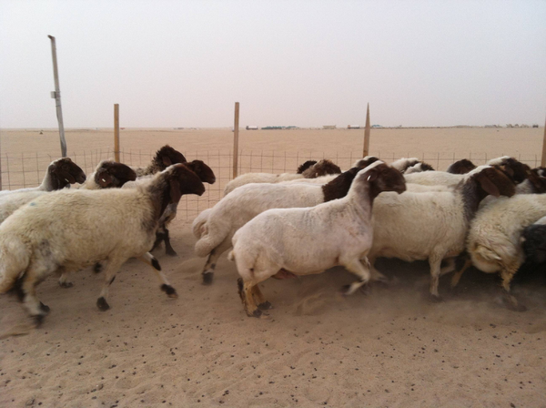 Deal of the Year: Sheep sold for Dh1,000,000 - Offbeat - Crazy World ...