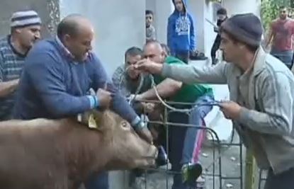 Charging bull attack - Videos - Virals - Emirates24|7