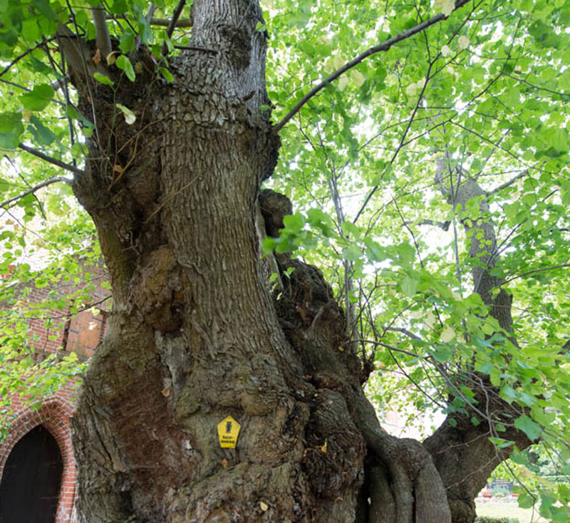 Man marries tree, kisses it three times - Offbeat - Crazy World ...