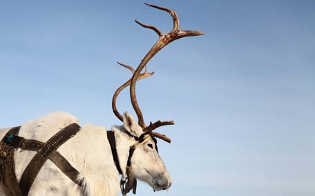 Norway court orders slaughter of reindeer - News - Emirates24|7