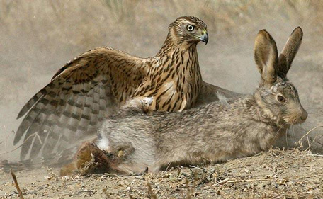 Saudi hare hunters warned against using weapons - News - Region ...