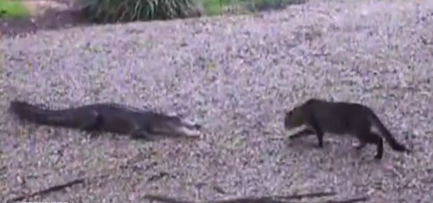 Alligator versus cat - Videos - Virals - Emirates24|7