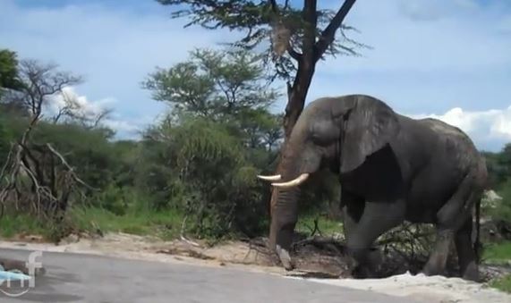 Elephant crashes pool party! - Videos - Emirates24|7