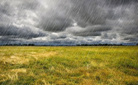 Poisoned rain unleashed on locust plague - News - Emirates24|7