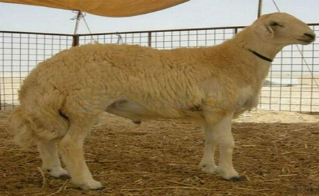 Sheep sold for Dh1m in Saudi Arabia - News - Region - Emirates24|7