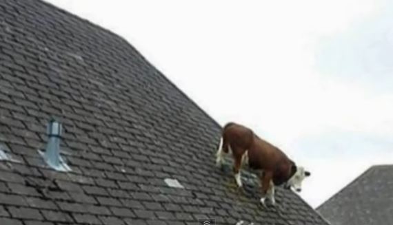 Cow gets stuck on roof... how did it get there? - Offbeat - Crazy World ...
