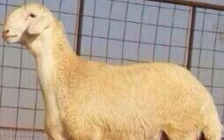Sheep sold for Dh750,000 in Saudi - News - Region - Emirates24|7