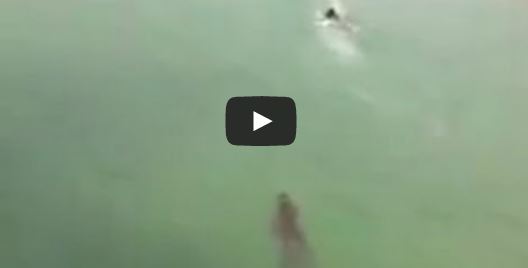 Watch giant crocodile chase boy swimmer - Offbeat - Crazy World ...