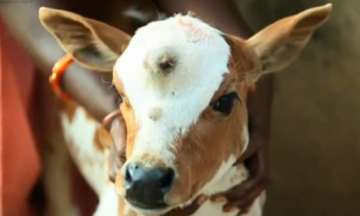 Calf with 3 eyes worshipped for good luck - Offbeat - Crazy World ...