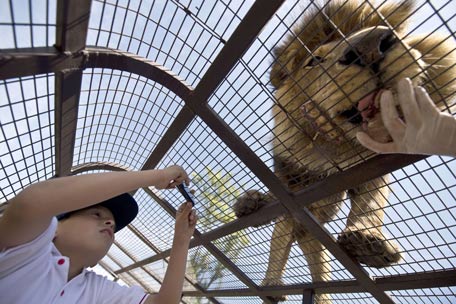Zoo lets the brave tickle a lion's tummy - Offbeat - Crazy World ...