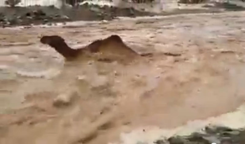 Camel stuck in Saudi flood waters - News - Region - Emirates24|7