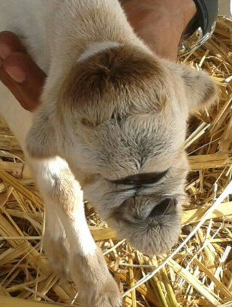 Sheep born with one eye in Saudi - News - Region - Emirates24|7