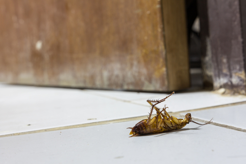 Most common pests in Dubai; which areas worst - News - Emirates ...