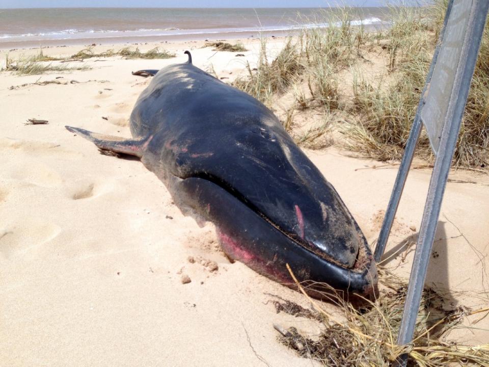 World's rarest whale Omura washes up on shore - Offbeat - This is life ...
