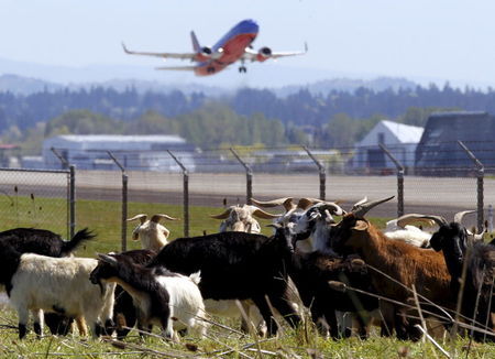 How to clear a US airport: Goats, llama and shepherdess - Offbeat ...
