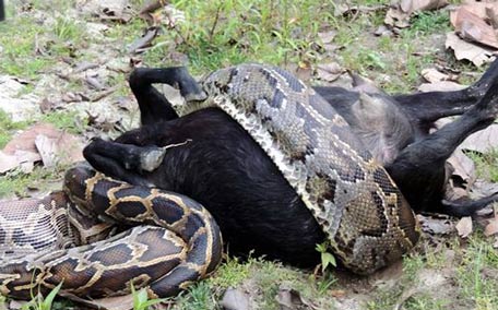 Python swallows goat - Videos - Virals - Emirates24|7