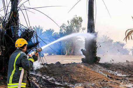 Lightning burns palm trees in Saudi - News - World - Emirates24|7