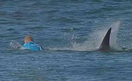 How 'warrior' helped champ fight shark 'live' - News - Emirates24|7