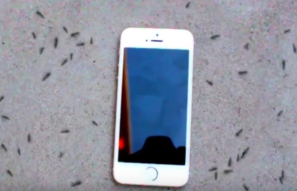 Mysterious video of ants circling iPhone - Videos - Virals - Emirates24|7
