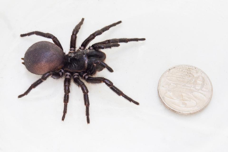 New Australia spider may be deadly - News - Emirates24|7