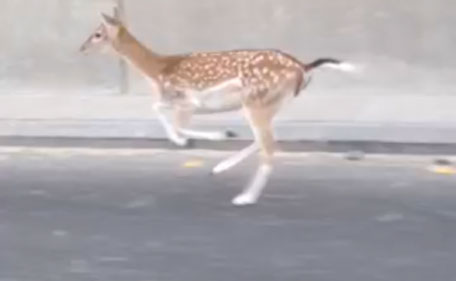 Video: Deer on the run on Saudi streets - News - Region - Emirates24|7
